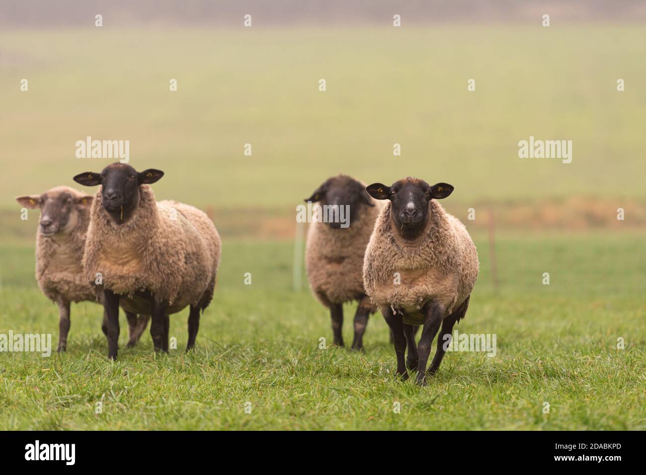 a group of sheep on a pasture stand next to each other and look into ...