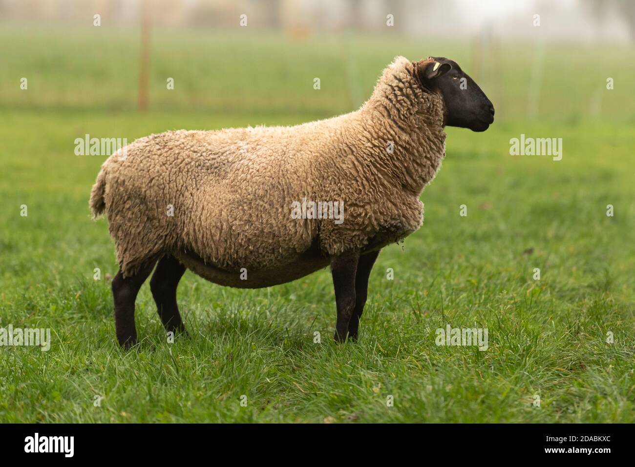 Suffolk breed sheep lamb hi-res stock photography and images - Alamy