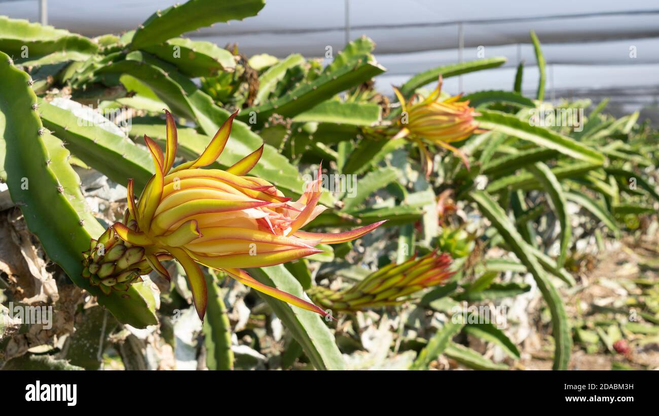 Pitaya fruit in cactus farm Stock Photo - Alamy