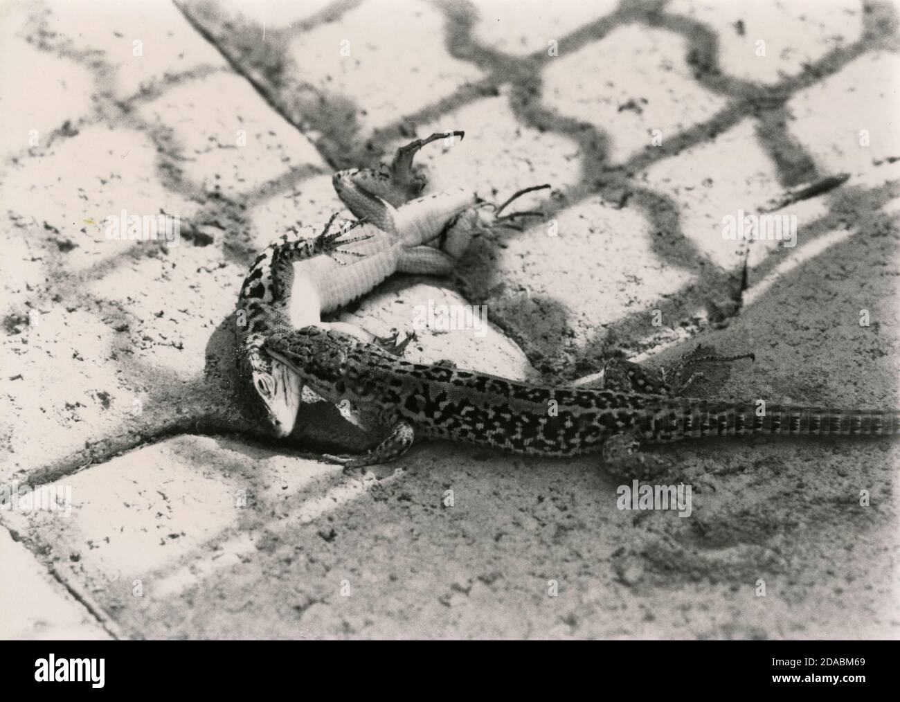 Lizard mating rituals, 1991 Stock Photo - Alamy