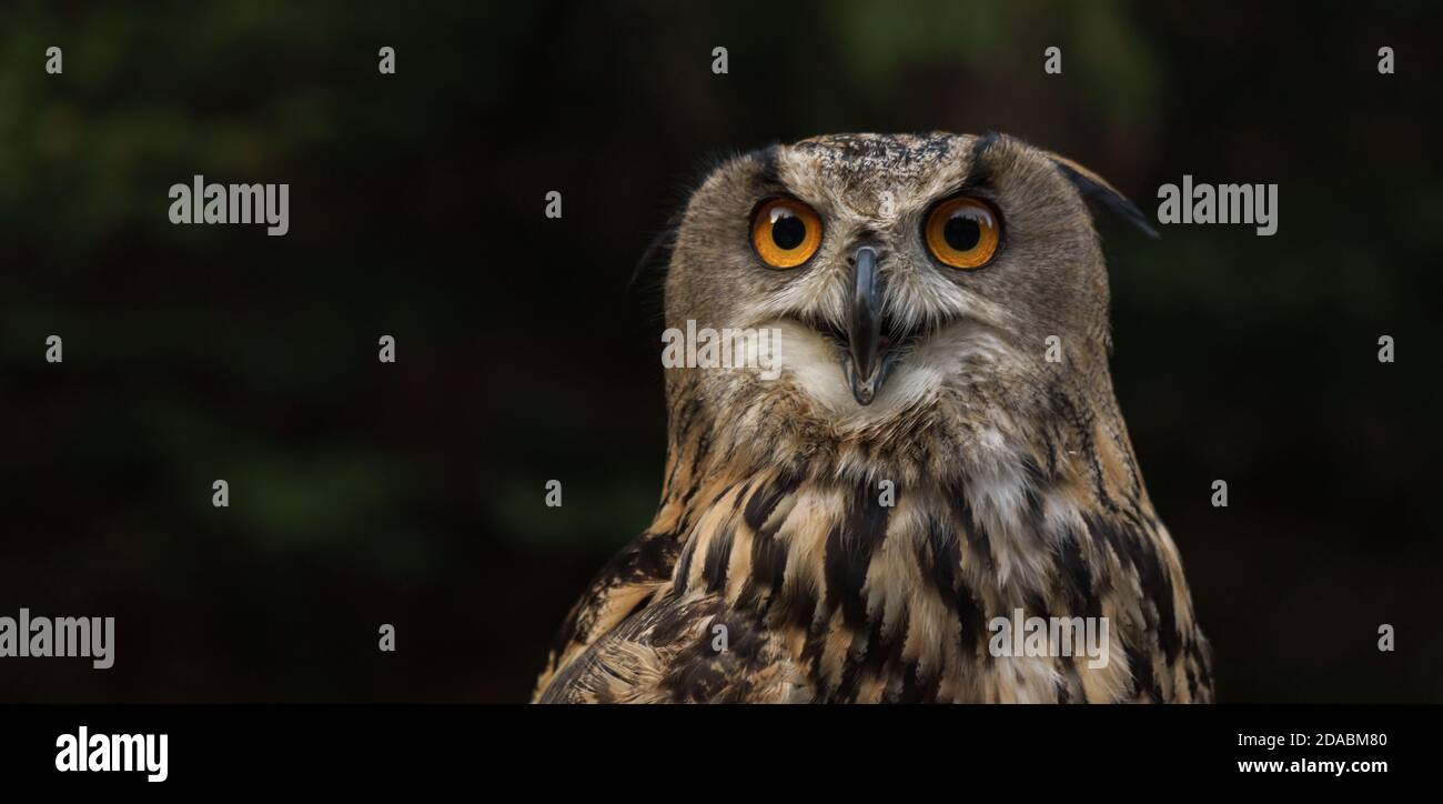 Owl looking profile hi-res stock photography and images - Alamy