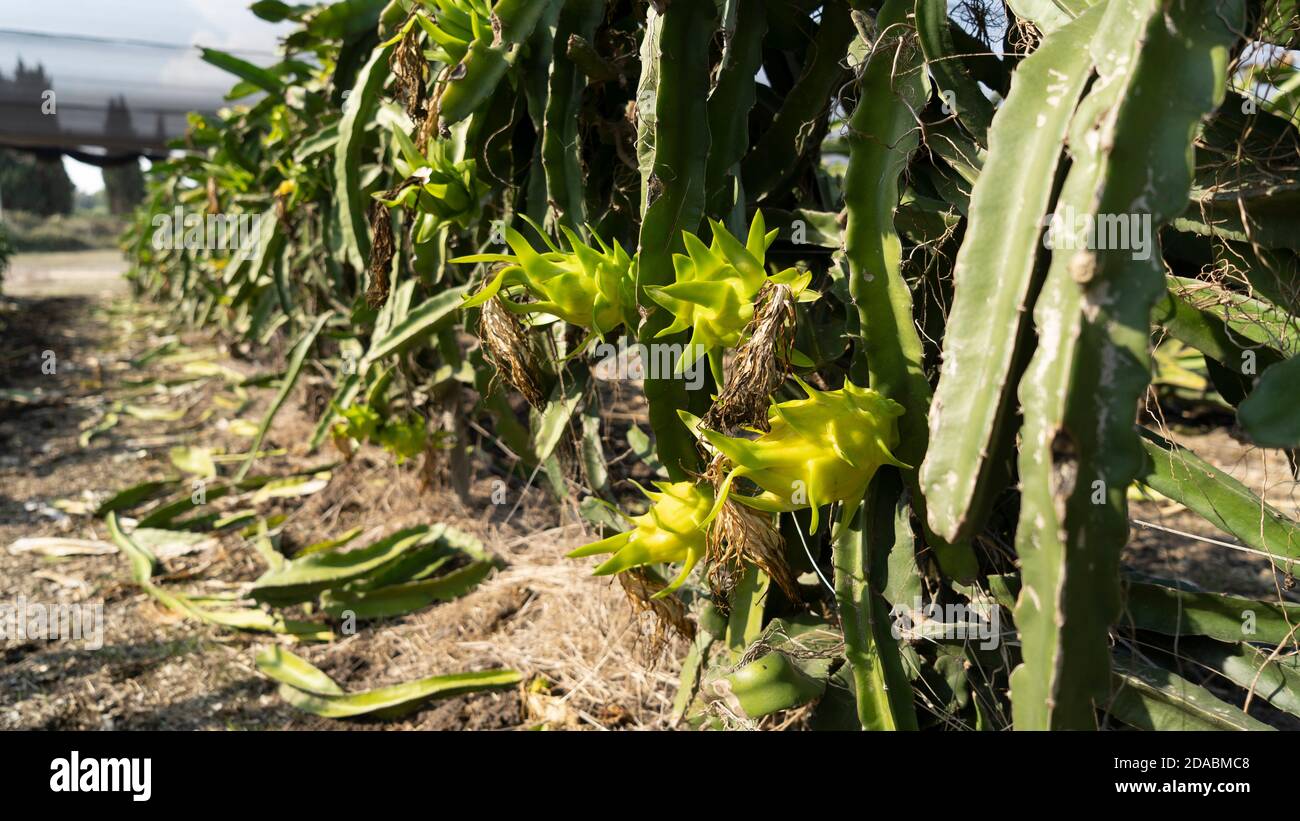 Pitaya fruit in cactus farm Stock Photo - Alamy