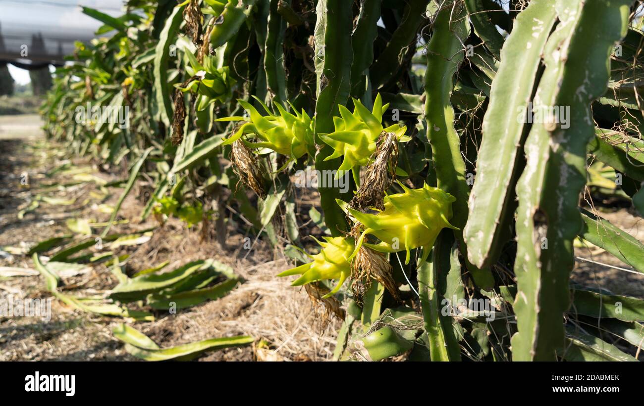 Pitaya fruit in cactus farm Stock Photo - Alamy