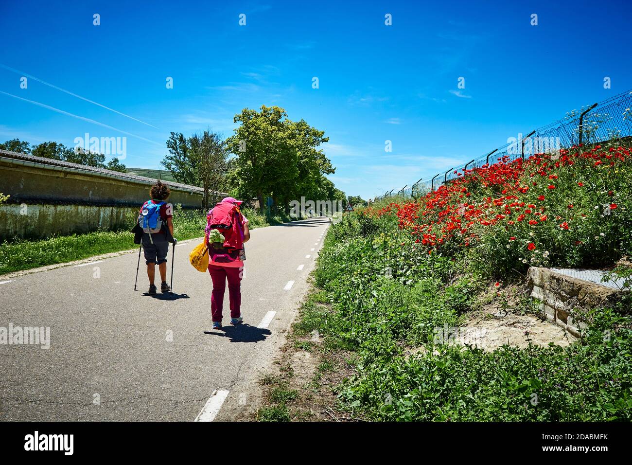 Row of ash trees hi-res stock photography and images - Alamy