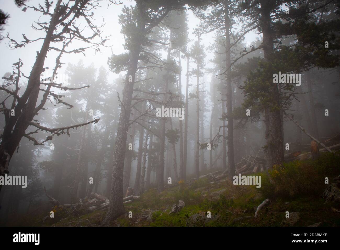 Moody forest in the fog. Col de Mantet, Pyrenees Orientales, France ...