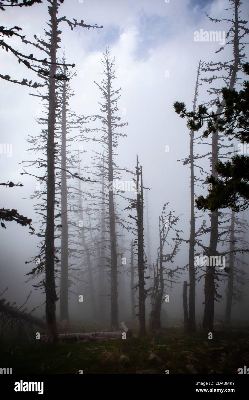 Moody forest in the fog. Col de Mantet, Pyrenees Orientales, France ...