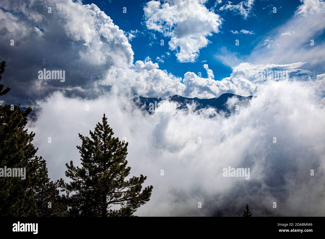 Moody forest in the fog. Col de Mantet, Pyrenees Orientales, France ...