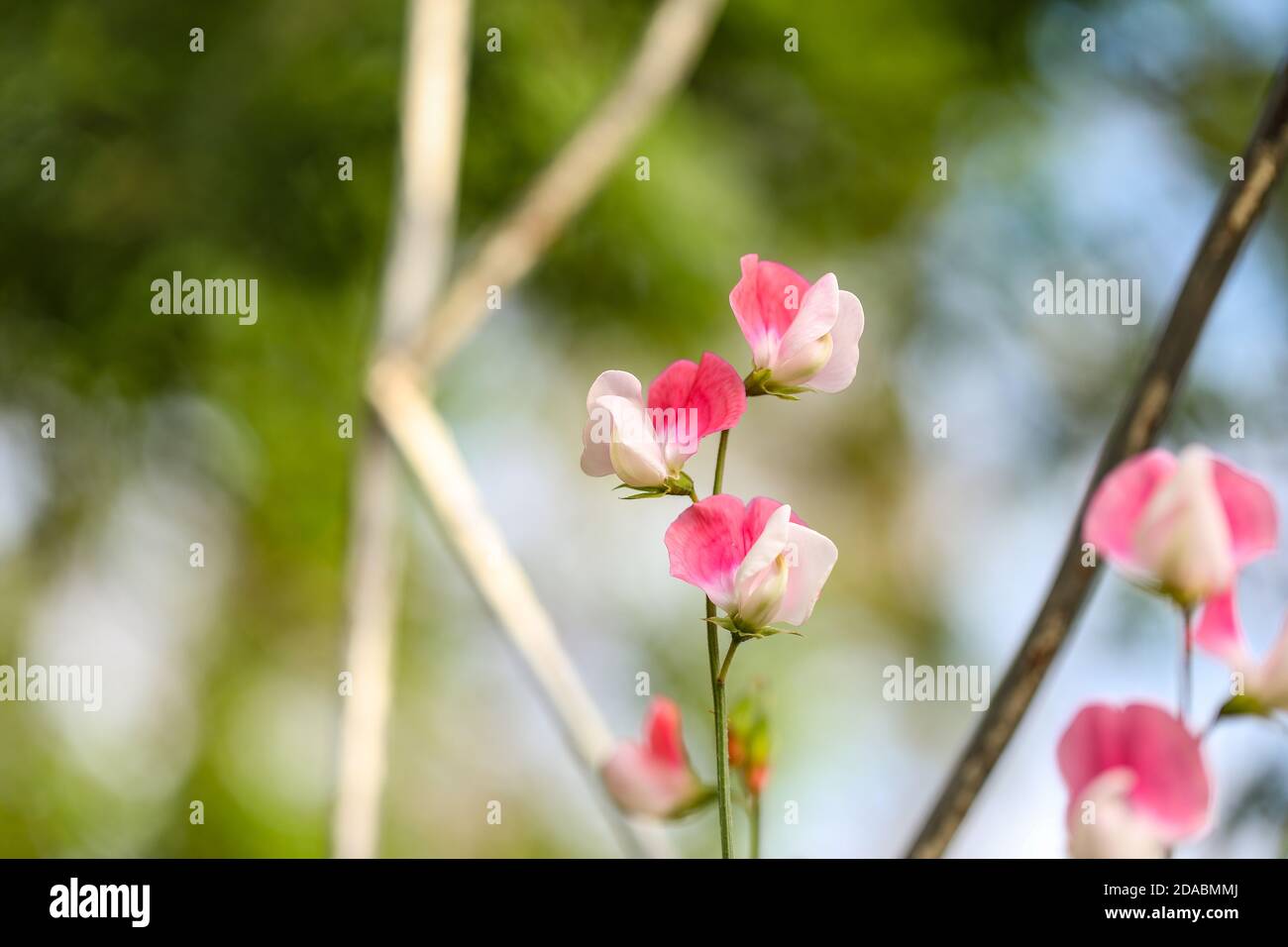 Sweet pea climbing frame hi-res stock photography and images - Alamy