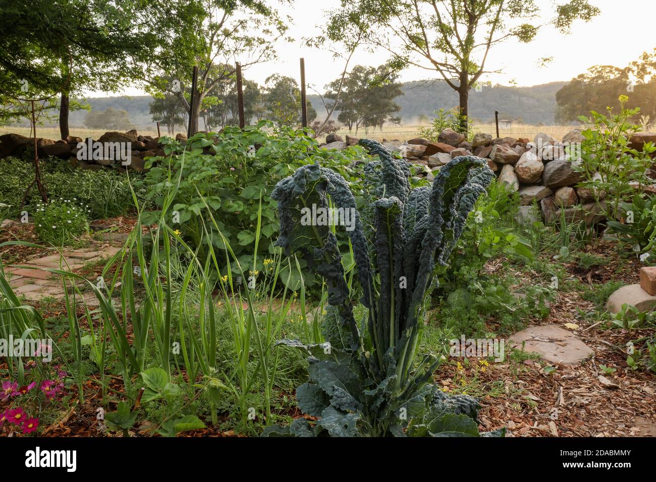 Large kale plant growing in a vegetable garden Stock Photo - Alamy
