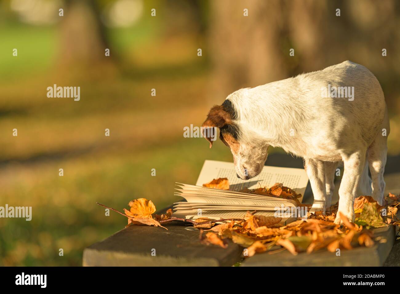 Russell Terrier dog reading a book on a bench. Dog is 13 years old ...