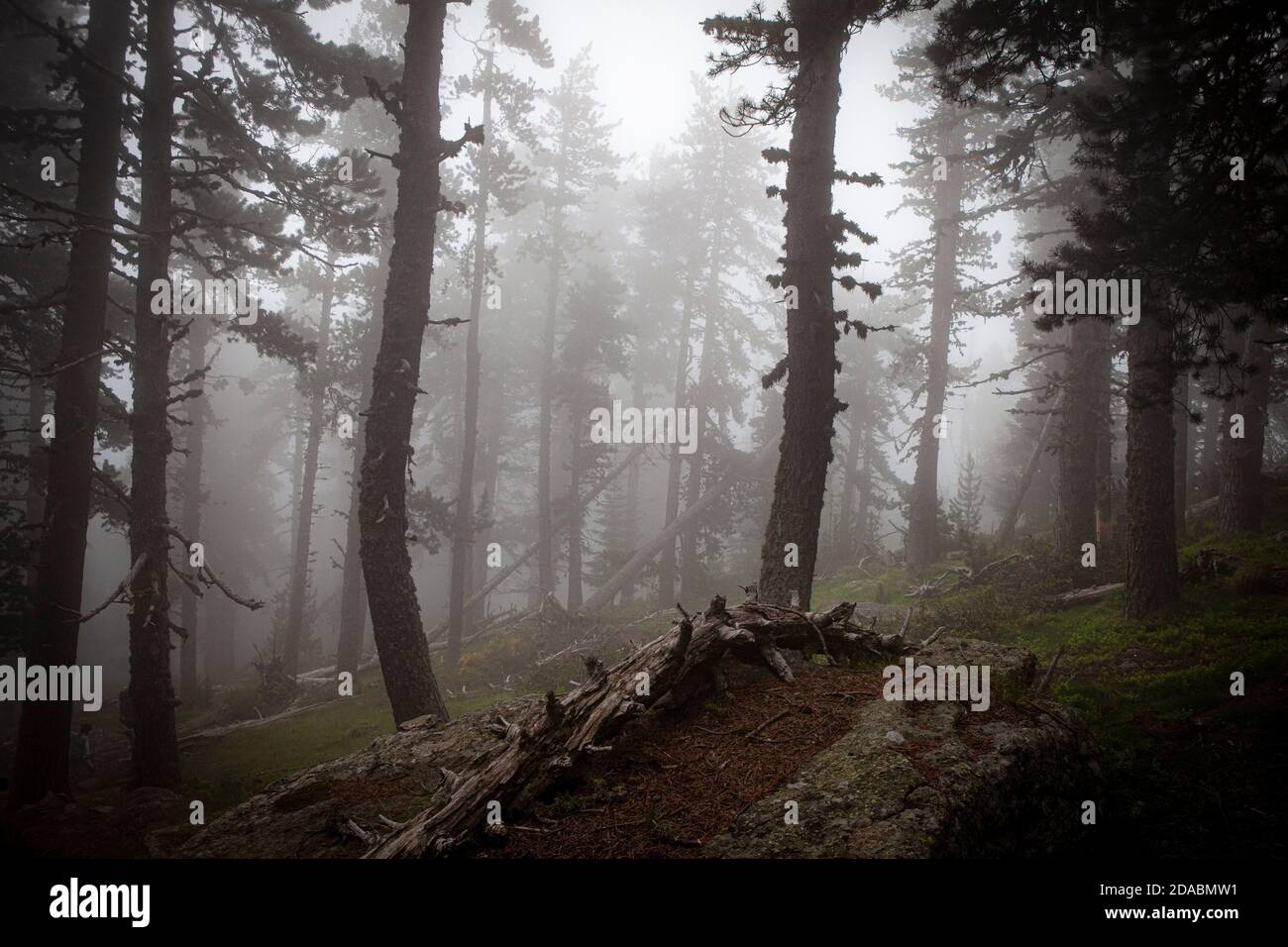 Montagnes pine trees hi-res stock photography and images - Alamy