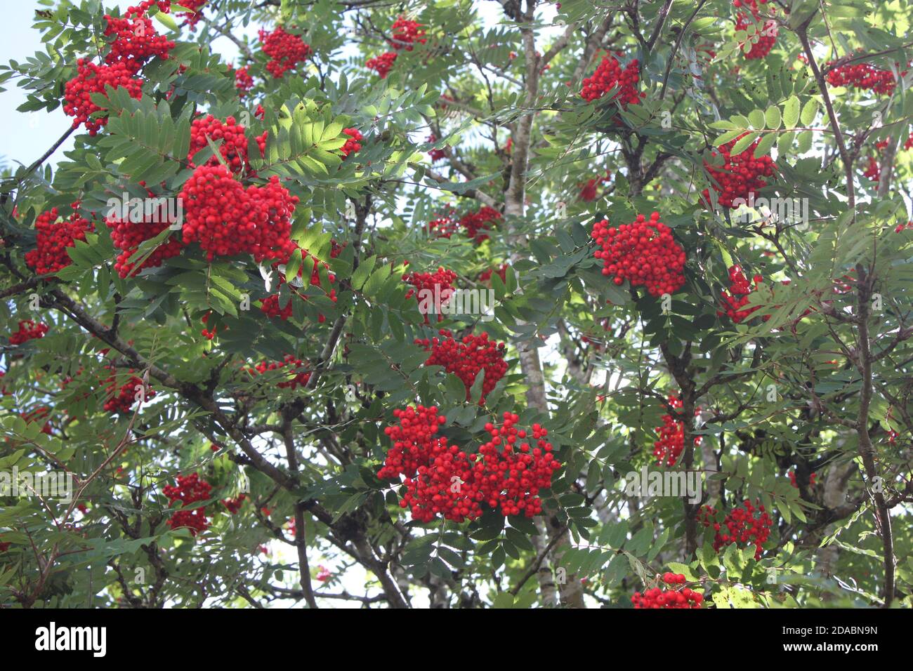 Rowan conserves hi-res stock photography and images - Alamy