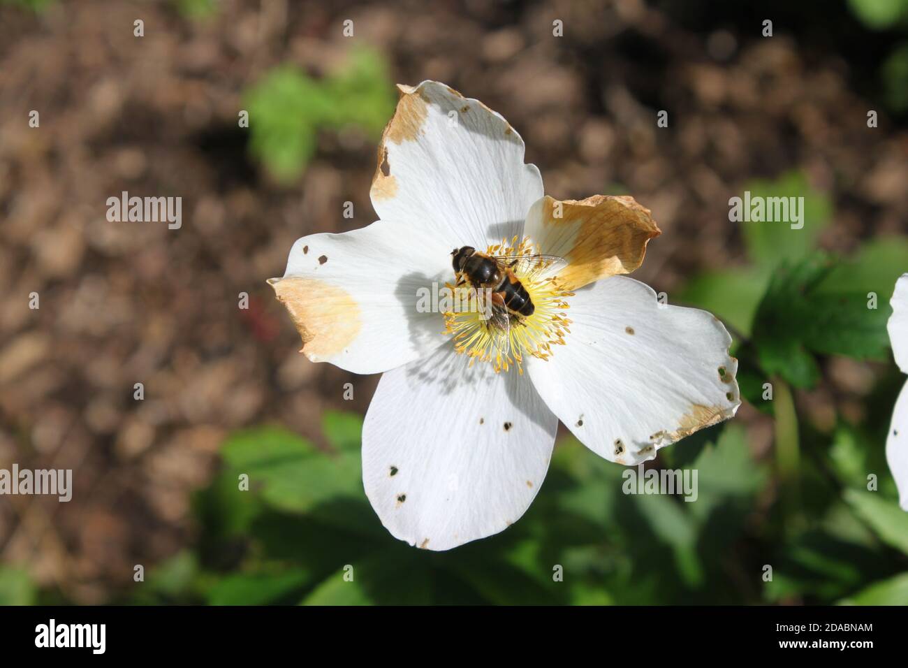 Perennials to attract insects hi-res stock photography and images - Alamy