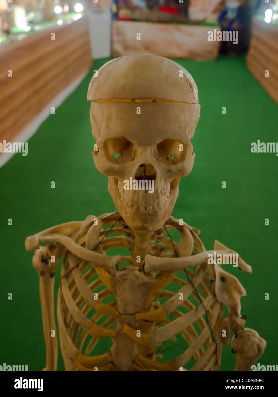 Exhibit human skull museum real hi-res stock photography and images - Alamy