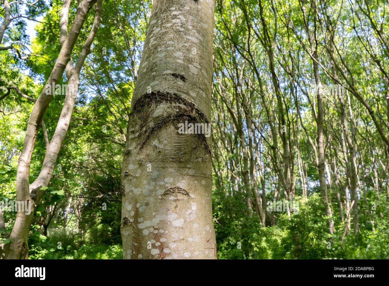 Wisdom tree hi-res stock photography and images - Alamy