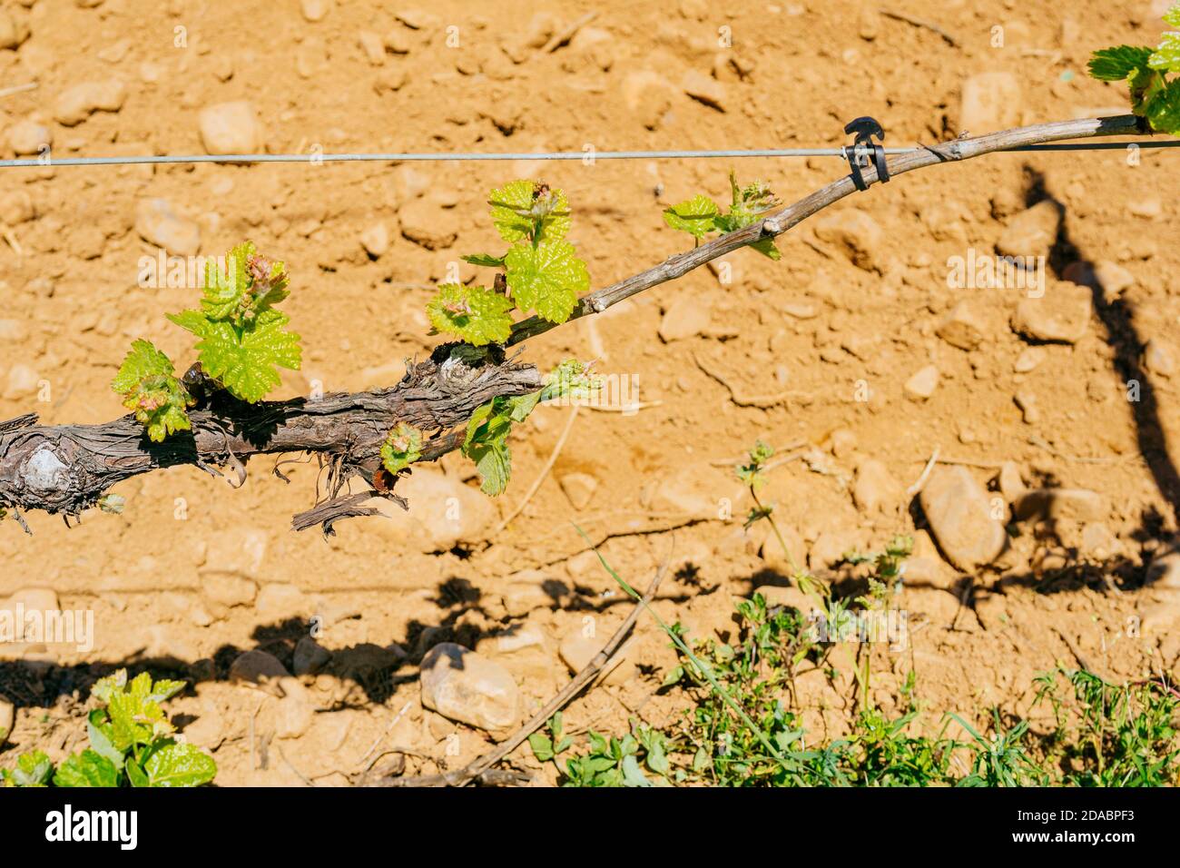Vineyards blooming near Cacabelos. French Way, Way of St. James ...