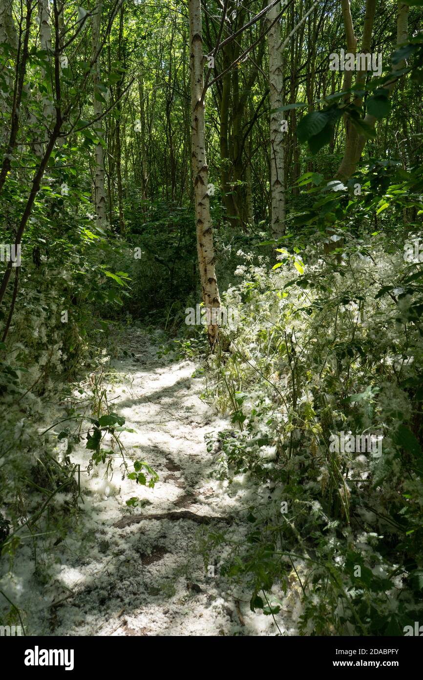 Seasonal White fluffy seeds from female Poplar trees covering the floor ...