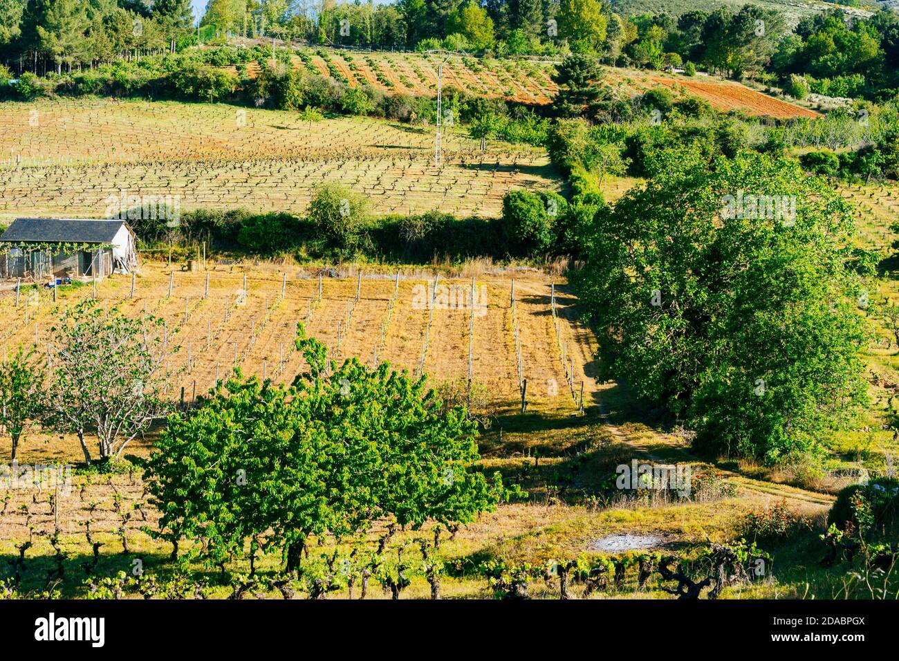 Vineyards blooming near Villafranca del Bierzo. French Way, Way of St ...
