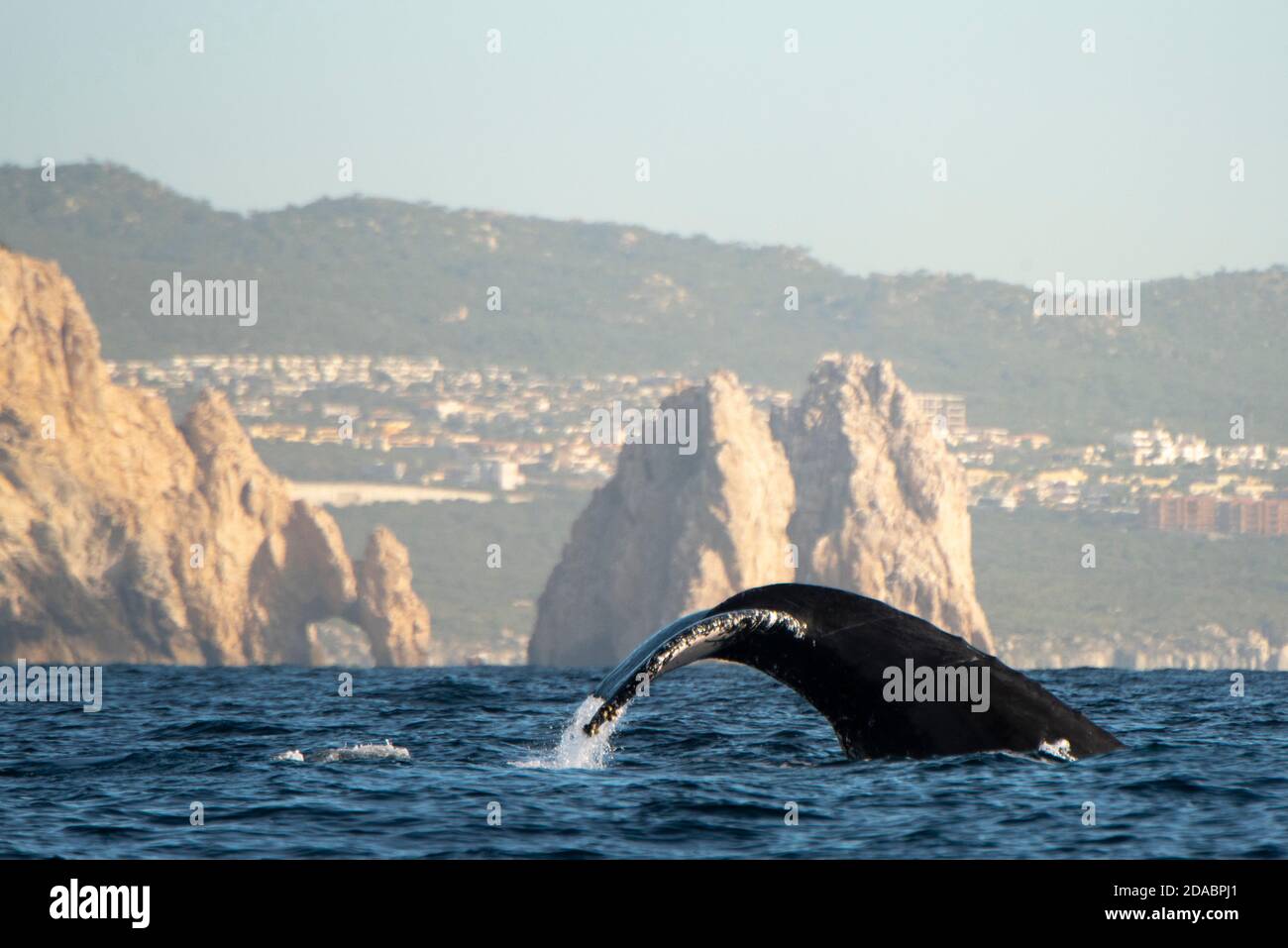 Humpback whale's tale splashing at the surface with the Arch of Cabo ...