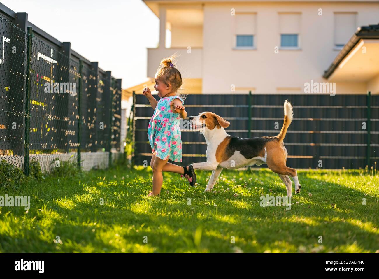 Baby girl running with beagle dog in backyard in summer day. Domestic ...