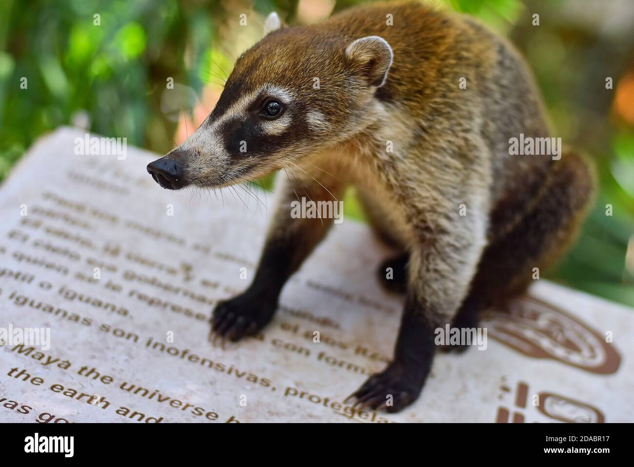 Coati mexico hi-res stock photography and images - Alamy