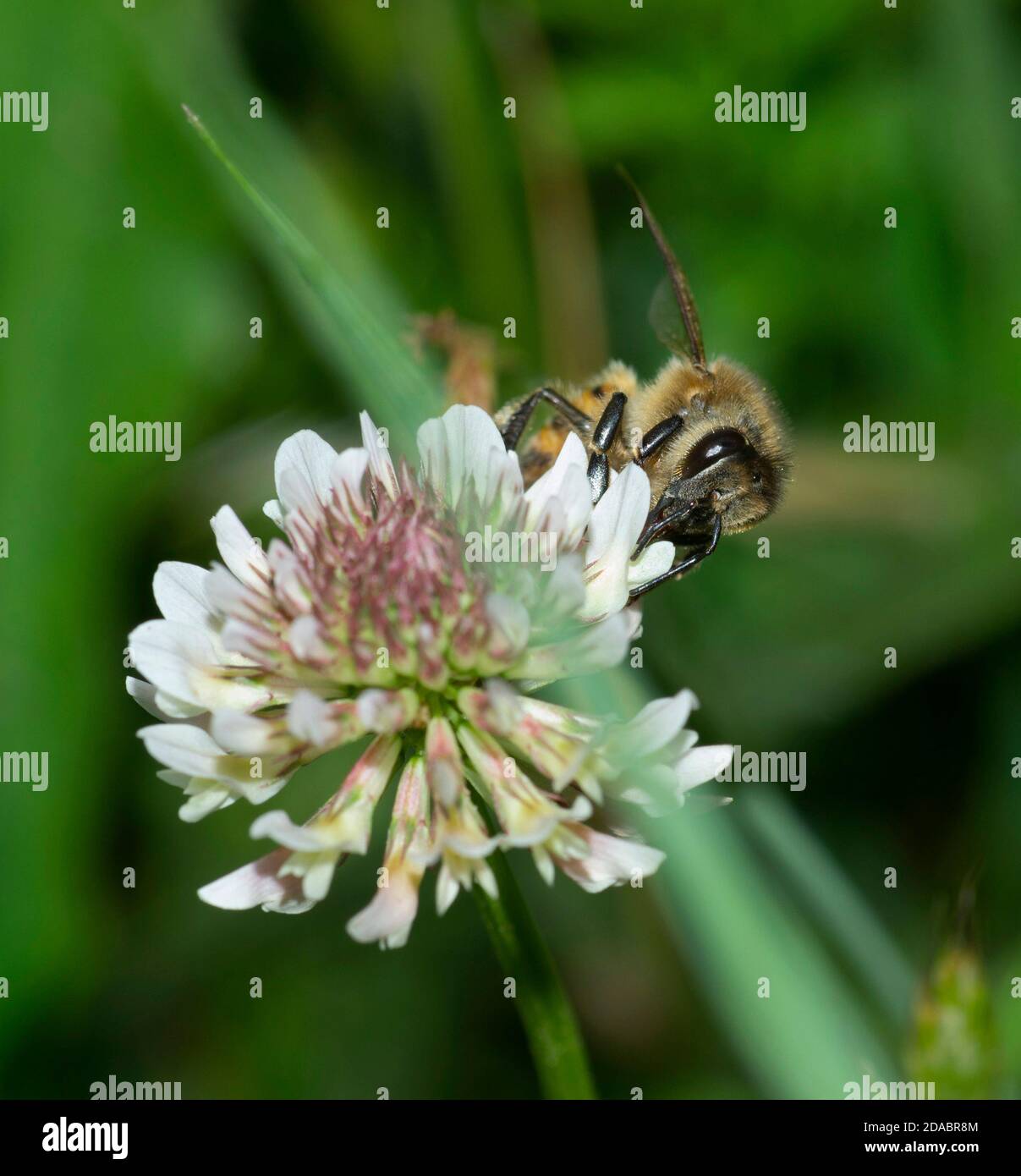 Close-up of honey bee pollinating on a clover flower on blurred ...