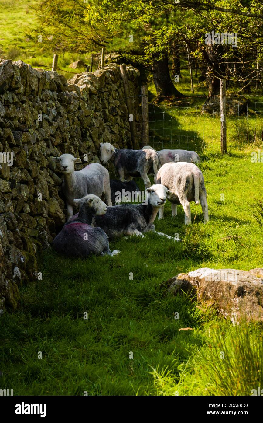 Sheep hiding from hot sunshine in the shade of a stone wall (Lake ...