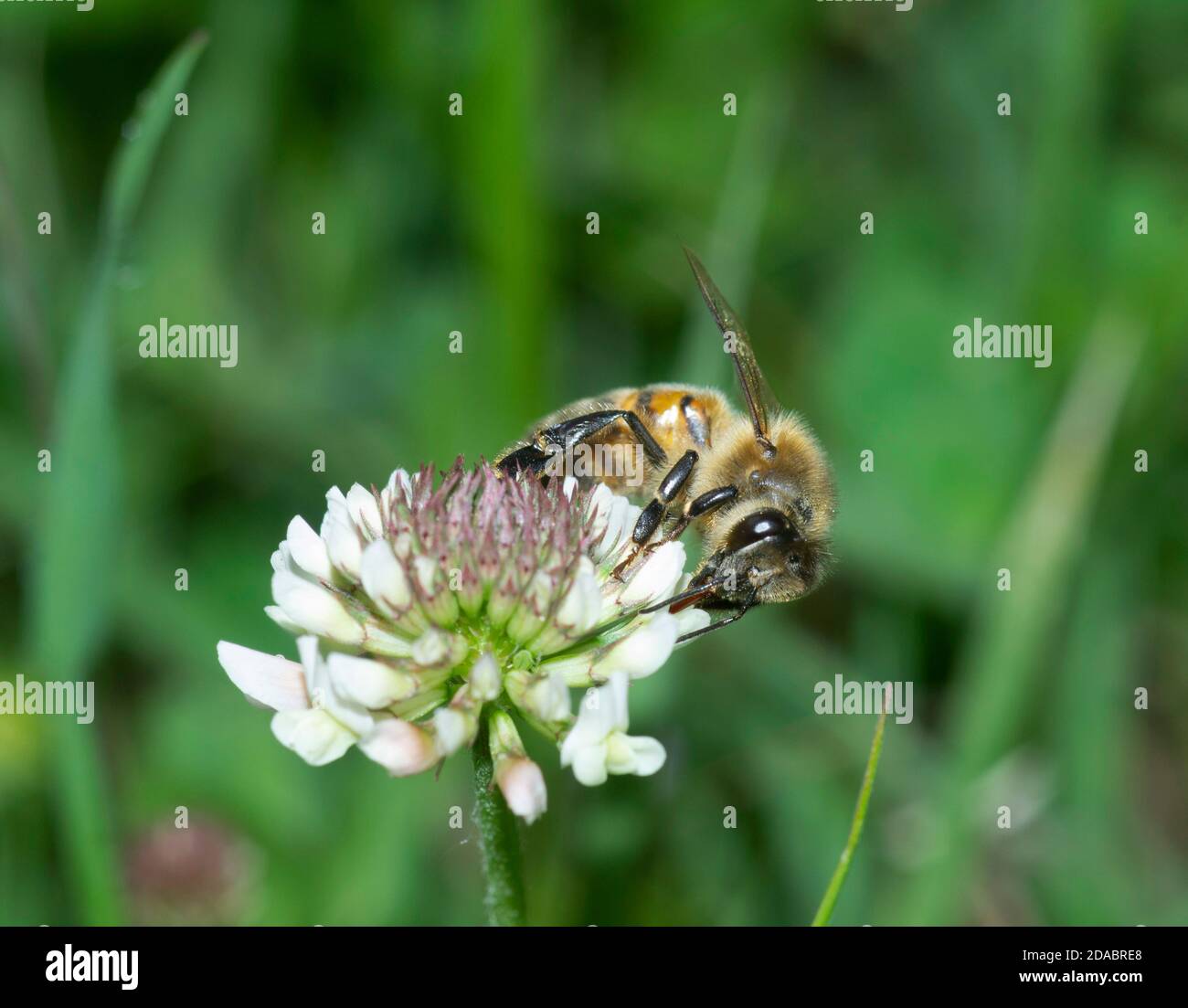 White clover with honey bee hi-res stock photography and images - Alamy