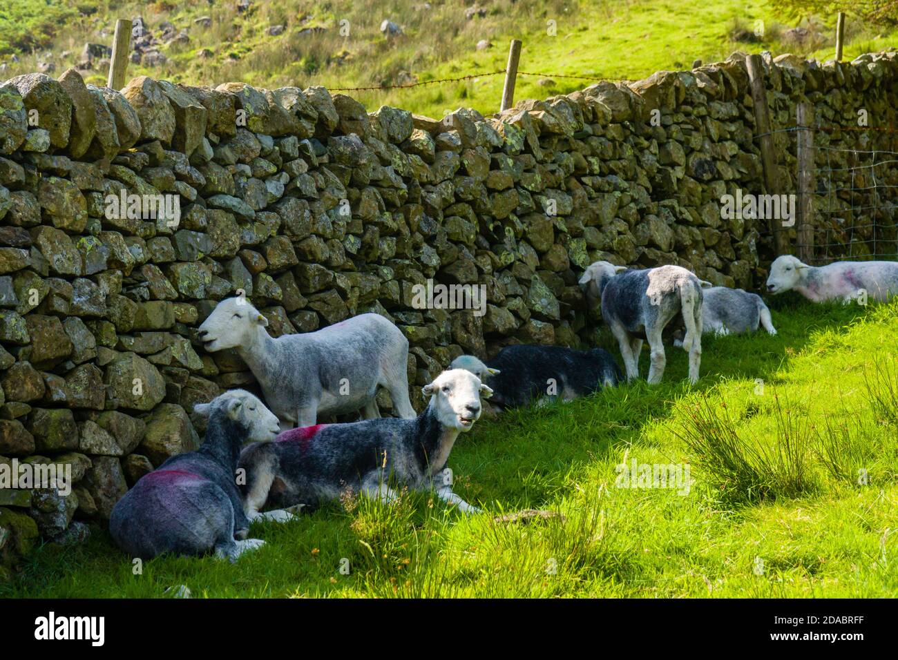 Sheep hiding from hot sunshine in the shade of a stone wall (Lake ...