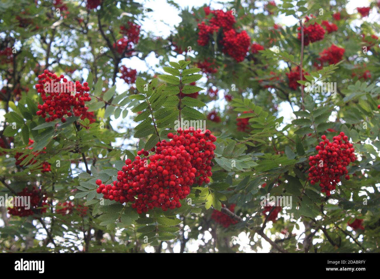 Mountain Ash Trees High Resolution Stock Photography and Images - Alamy