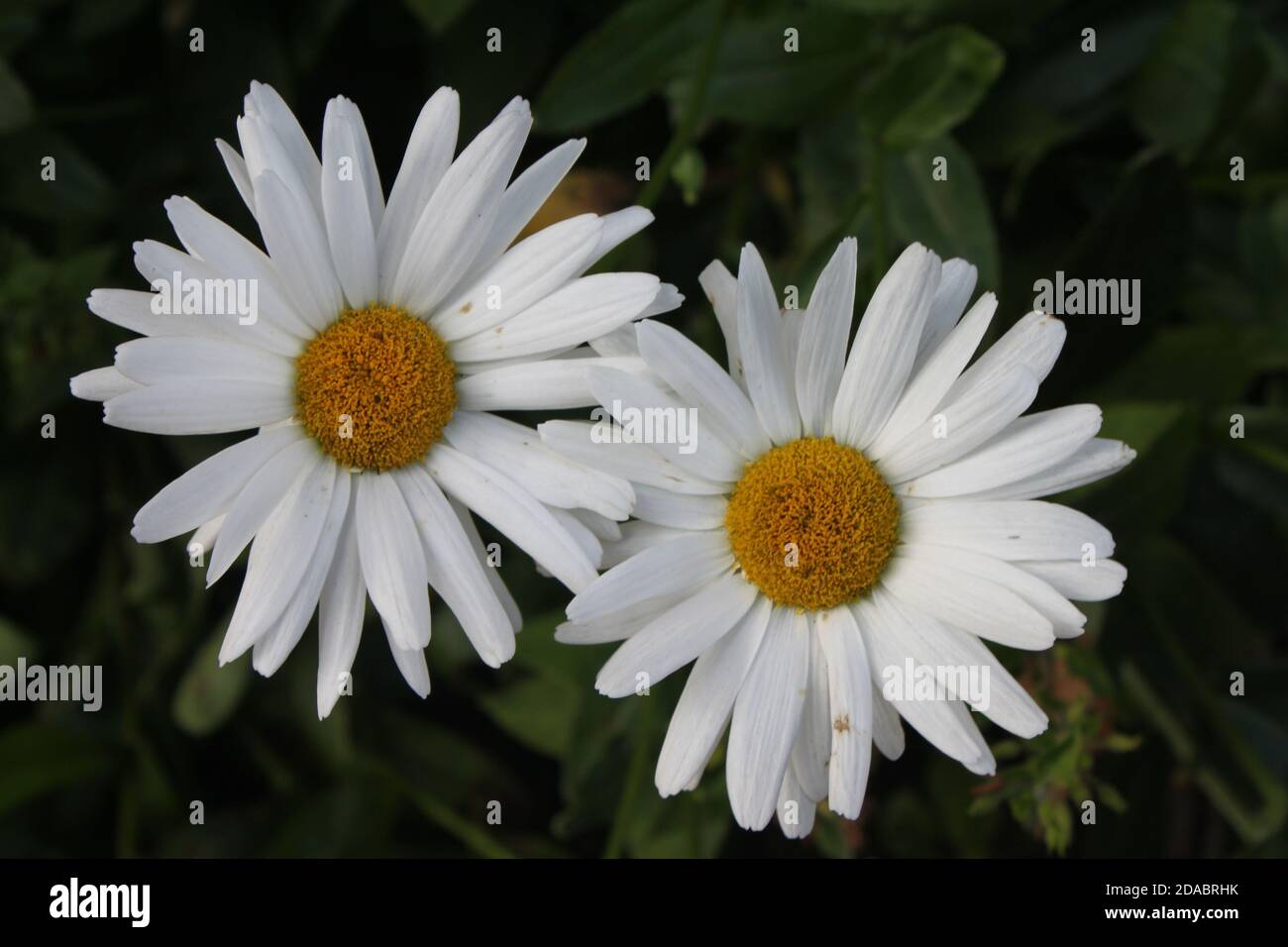 Large White Daisy Flowers High Resolution Stock Photography and Images ...