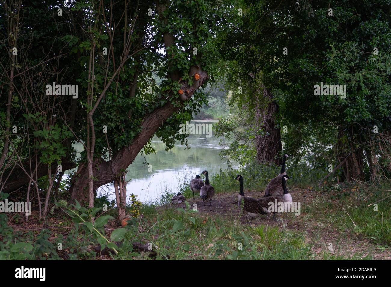 Group of Canada geese standing on path next to lake surrounded in trees ...