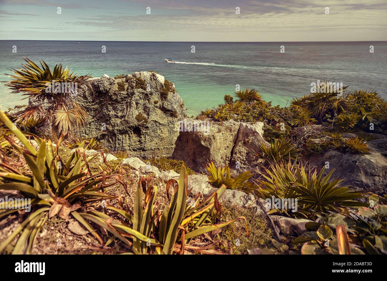 Plants tulum hi-res stock photography and images - Alamy