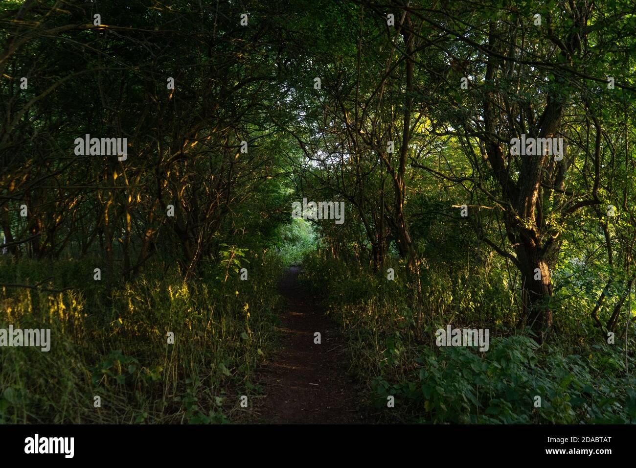 Magical light through trees along path at dusk summer night time ...