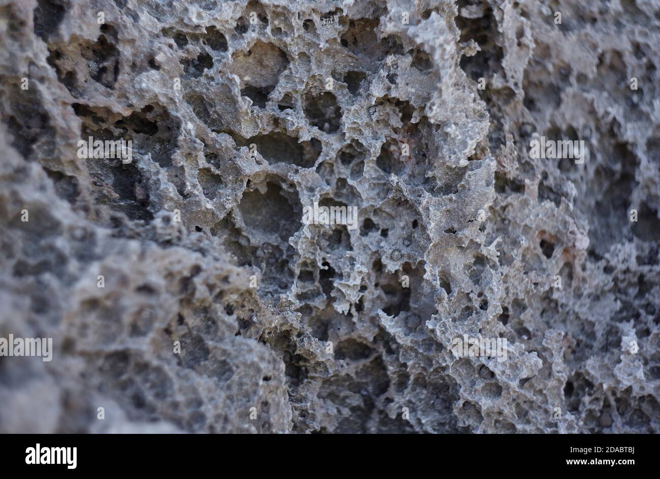 Detail of a limestone rock typical of the Mayan Riviera in Mexico Stock ...