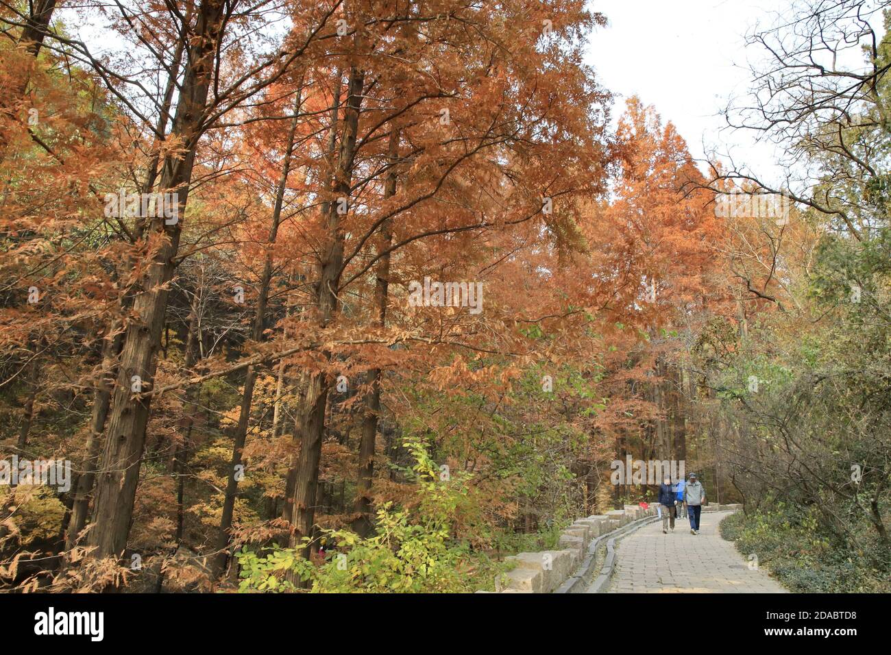 Beijing, China. 11th Nov, 2020. Vsitors walk through the redwood forest ...