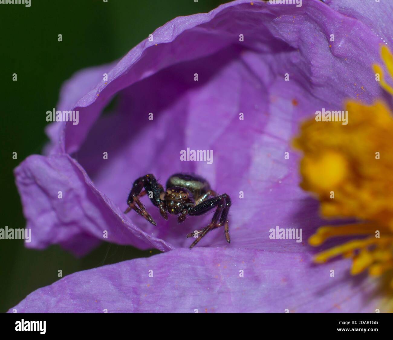 Spider rose flower hi-res stock photography and images - Alamy