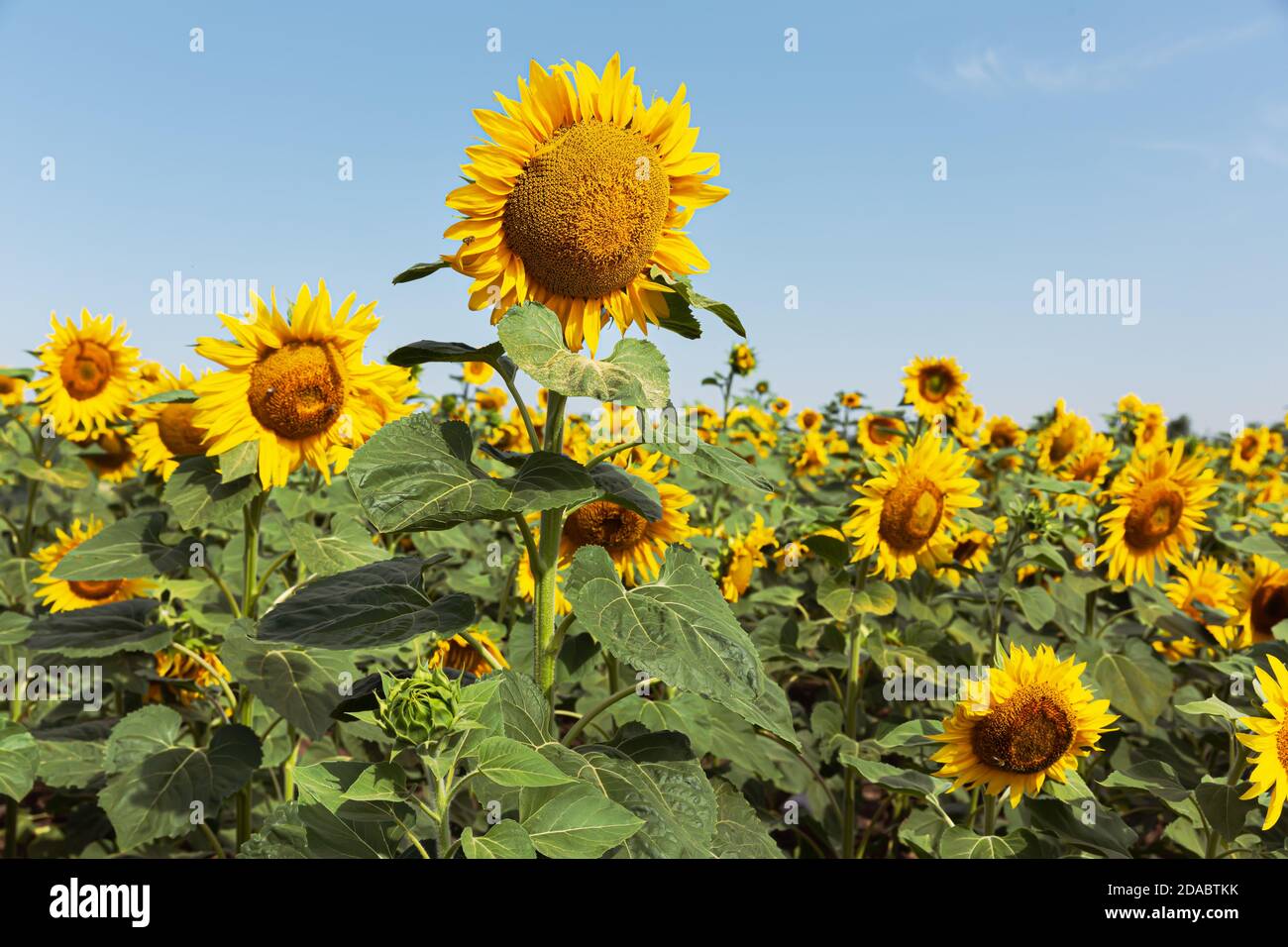 Blooming sunflowers natural background. Summer landscape with ...