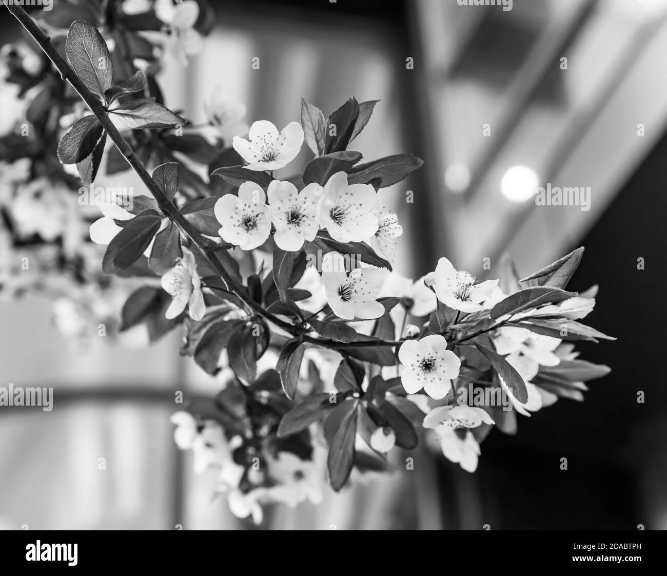 Black and white image of blooming tree in the city. Early spring white ...