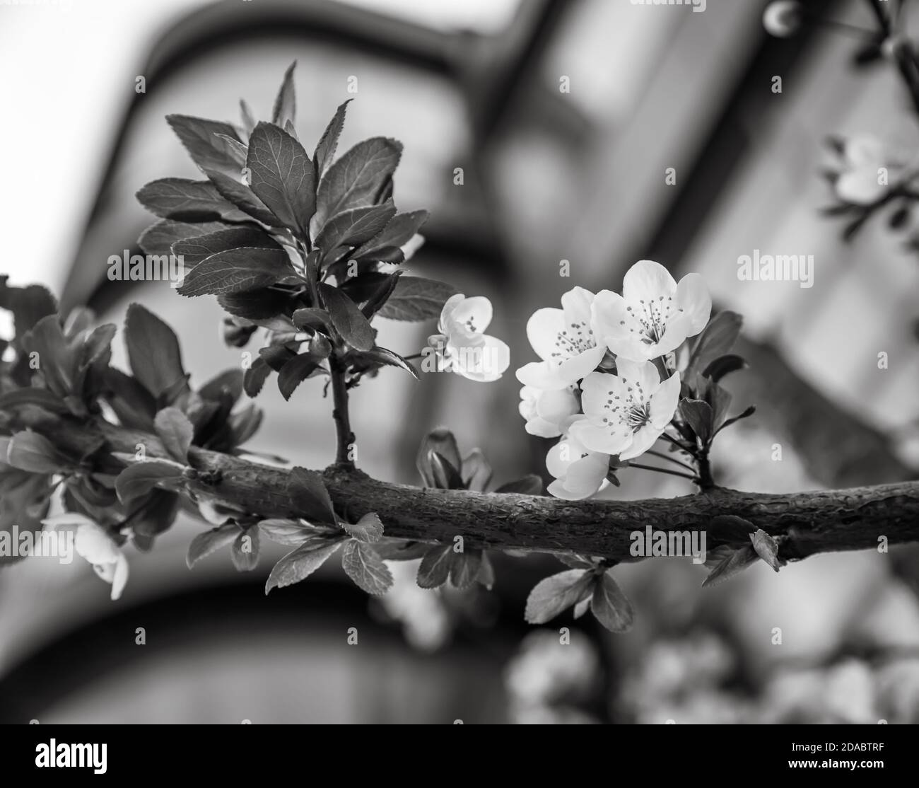 Black and white image of blooming tree in the city. Early spring white ...