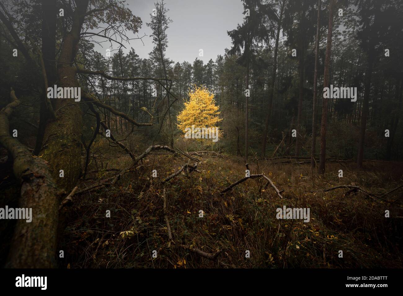 Single tree in autumn colour hi-res stock photography and images - Alamy