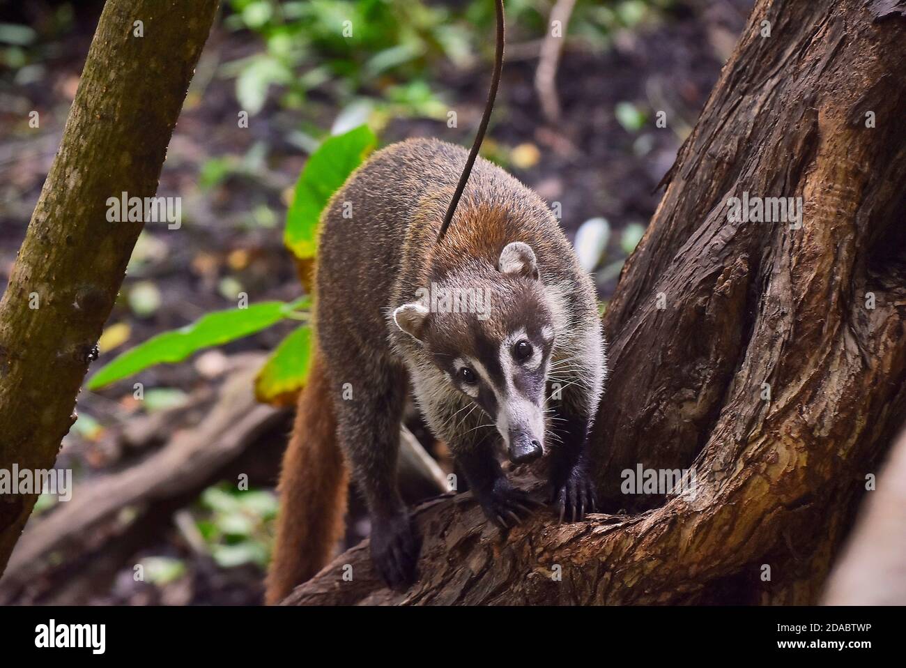 Nasuella olivacea hi-res stock photography and images - Alamy