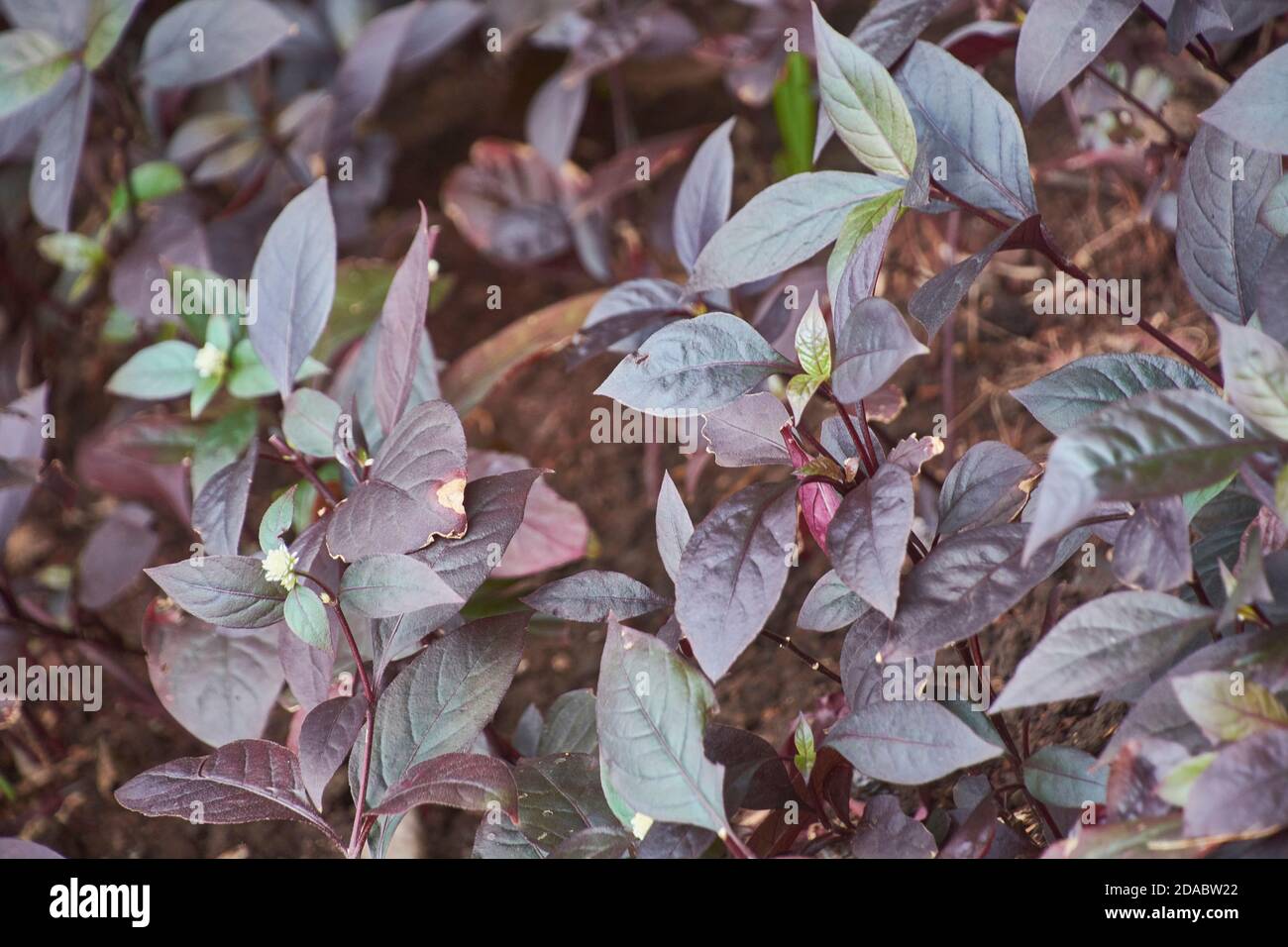 Texture of dark leaves hi-res stock photography and images - Alamy