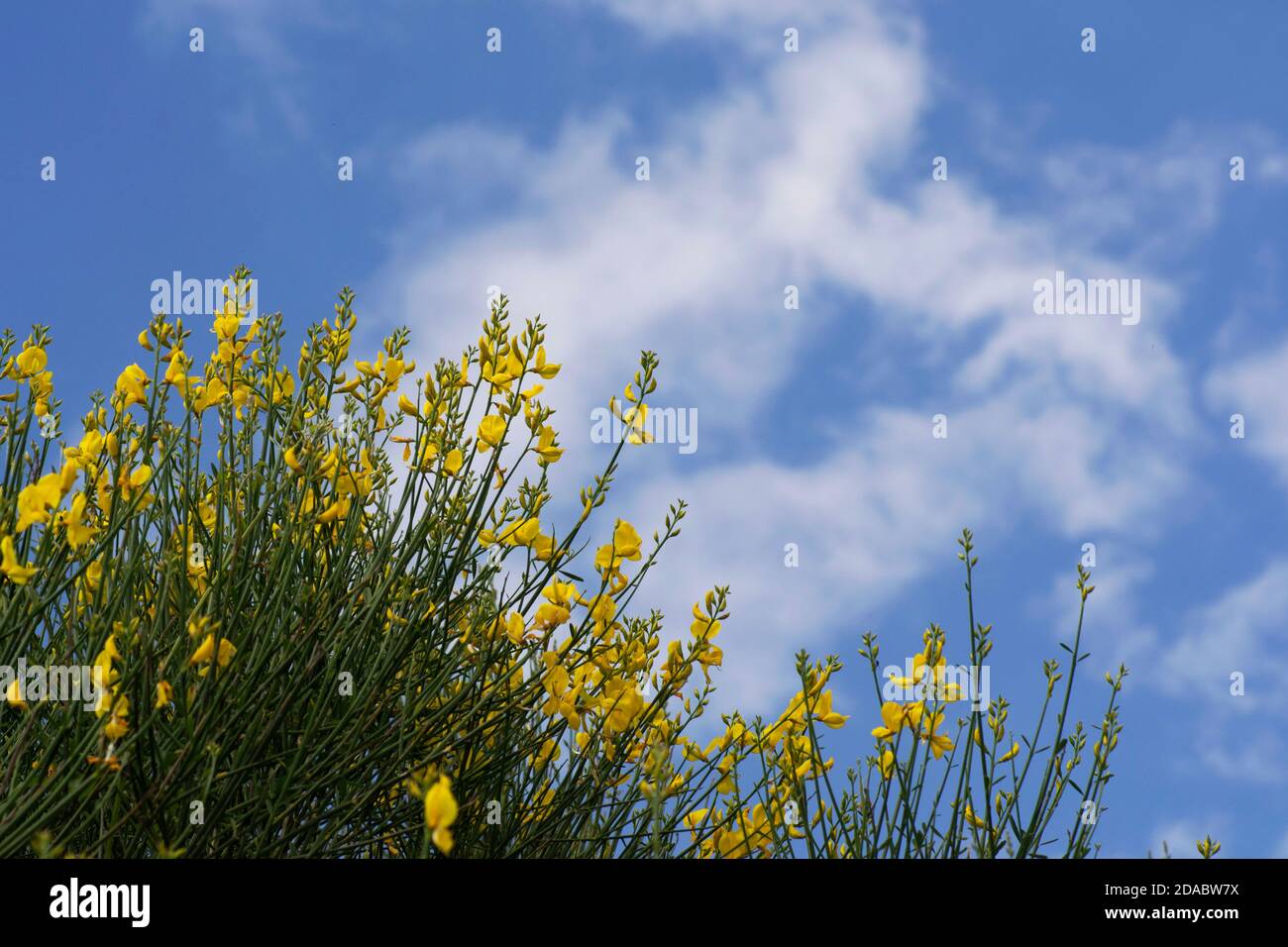 Broom plant hi-res stock photography and images - Alamy