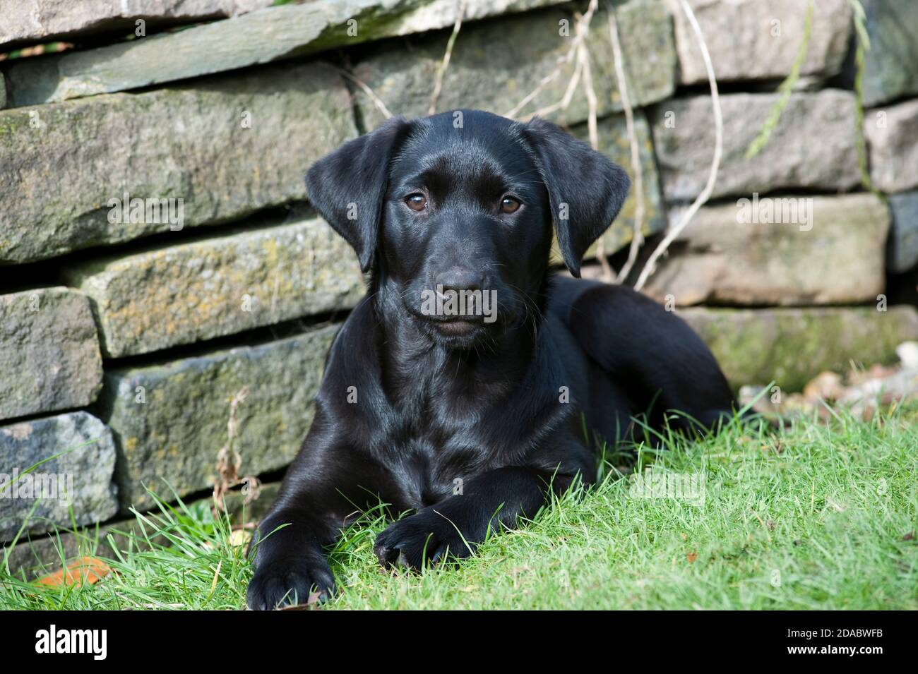 Black Labrador puppy working dog relaxes on the grass beside stone wall ...