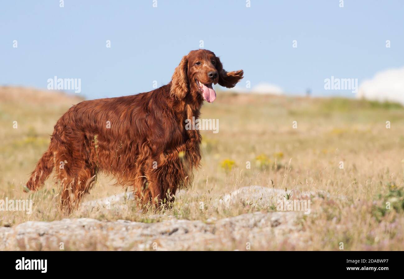Hot irish setter hi-res stock photography and images - Alamy