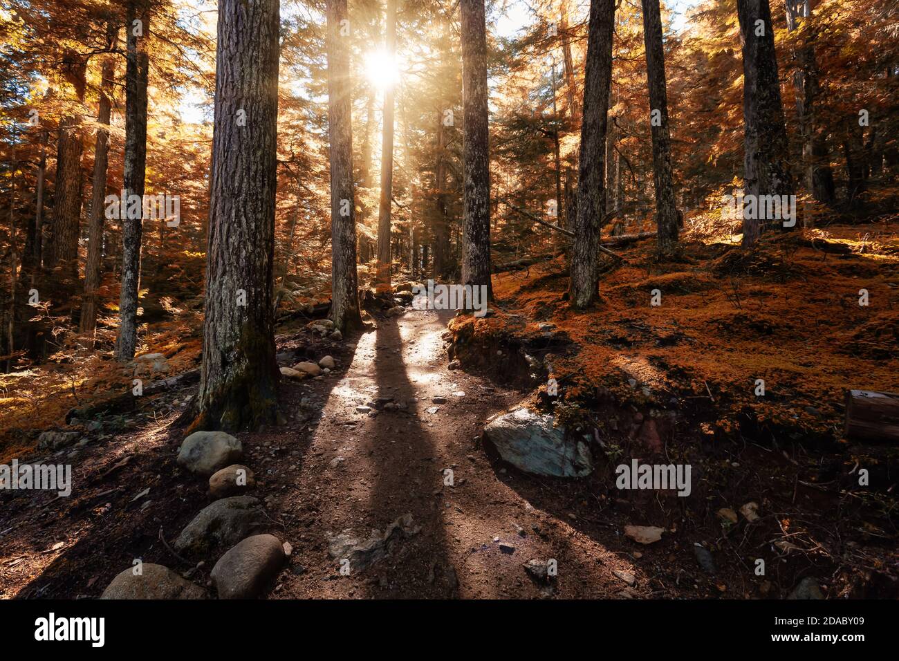 Scenic Trail surrounded by Trees and Bushes Stock Photo - Alamy
