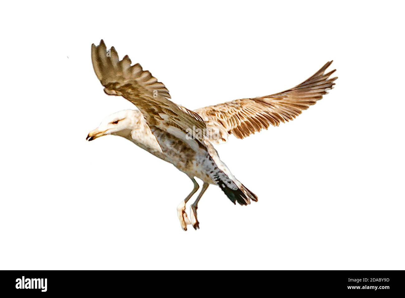 Side view seagull bird flying isolated on white background photo Stock ...