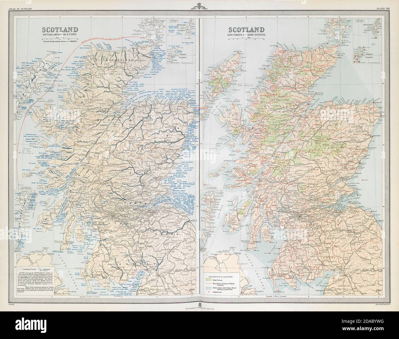 SCOTLAND Salmon rivers/districts. Deer Forests. Fish species. LARGE ...