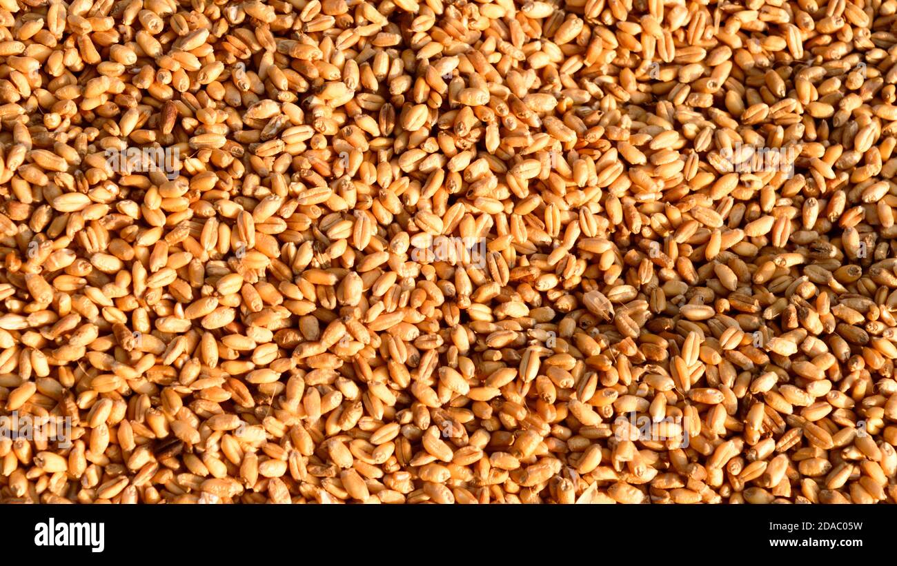 Seamless wheat grain texture pattern in morning sunlight. Natural dry ...